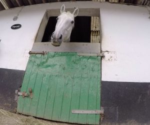 About - Farmhill Stables | Riding School & Livery Yard In Carrickfergus